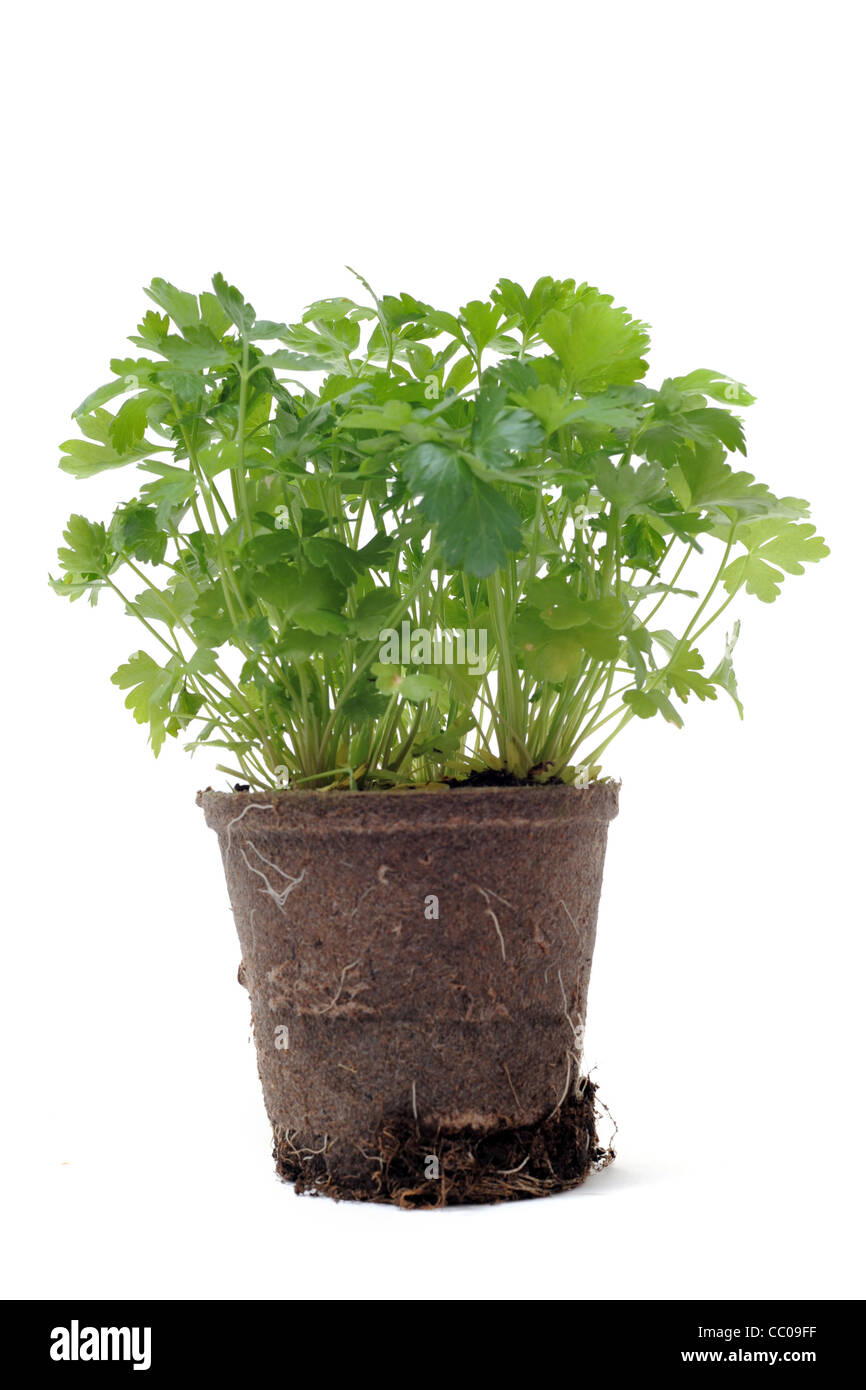 Plante en pot de persil Banque de photographies et d’images à haute ...