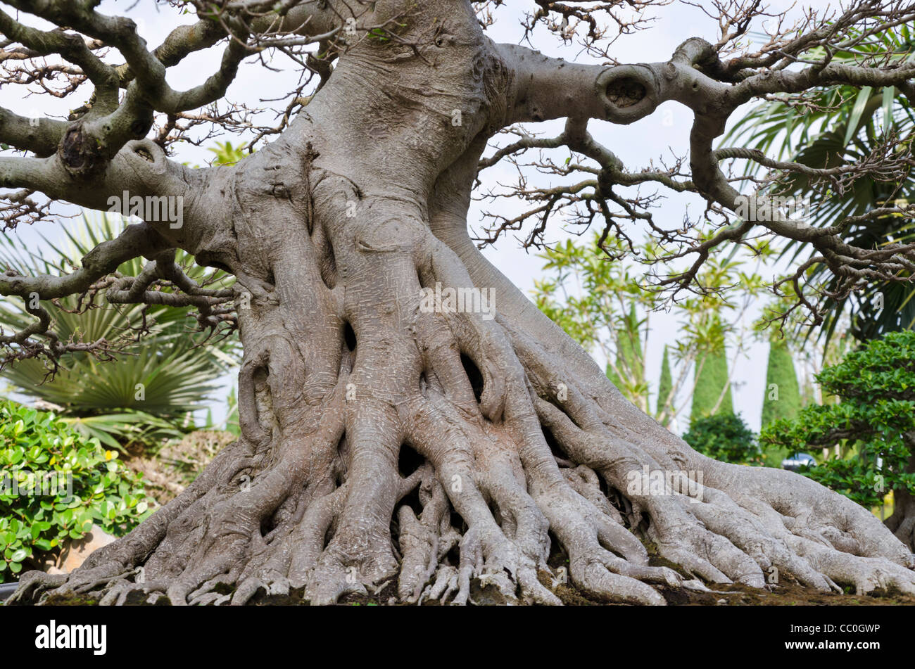 Tronc tordu vieux jardin nerveux Banque de photographies et d’images à ...