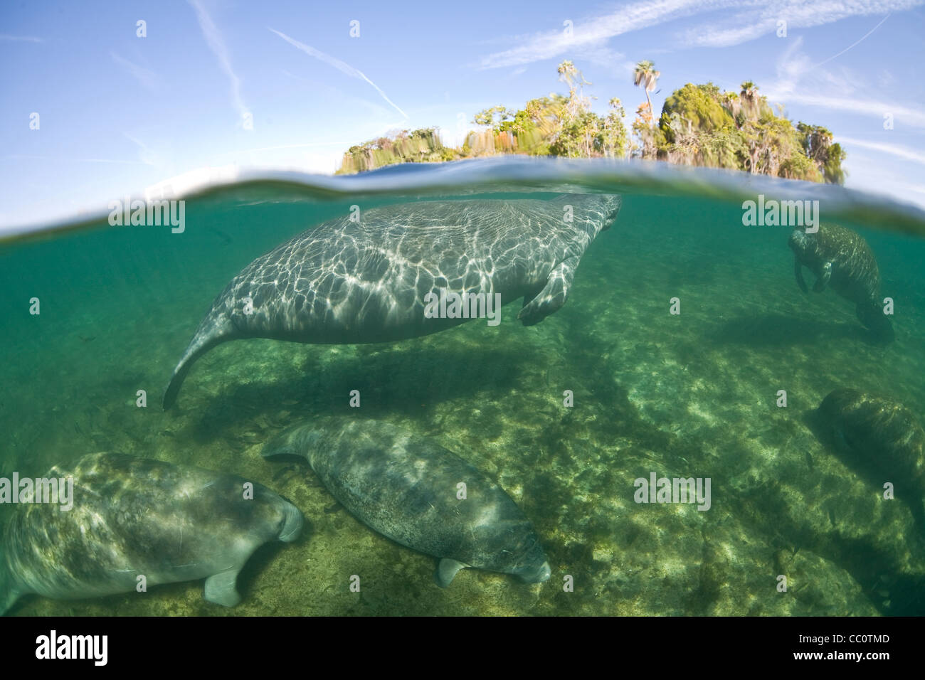 Image de lamantin Banque de photographies et d’images à haute ...