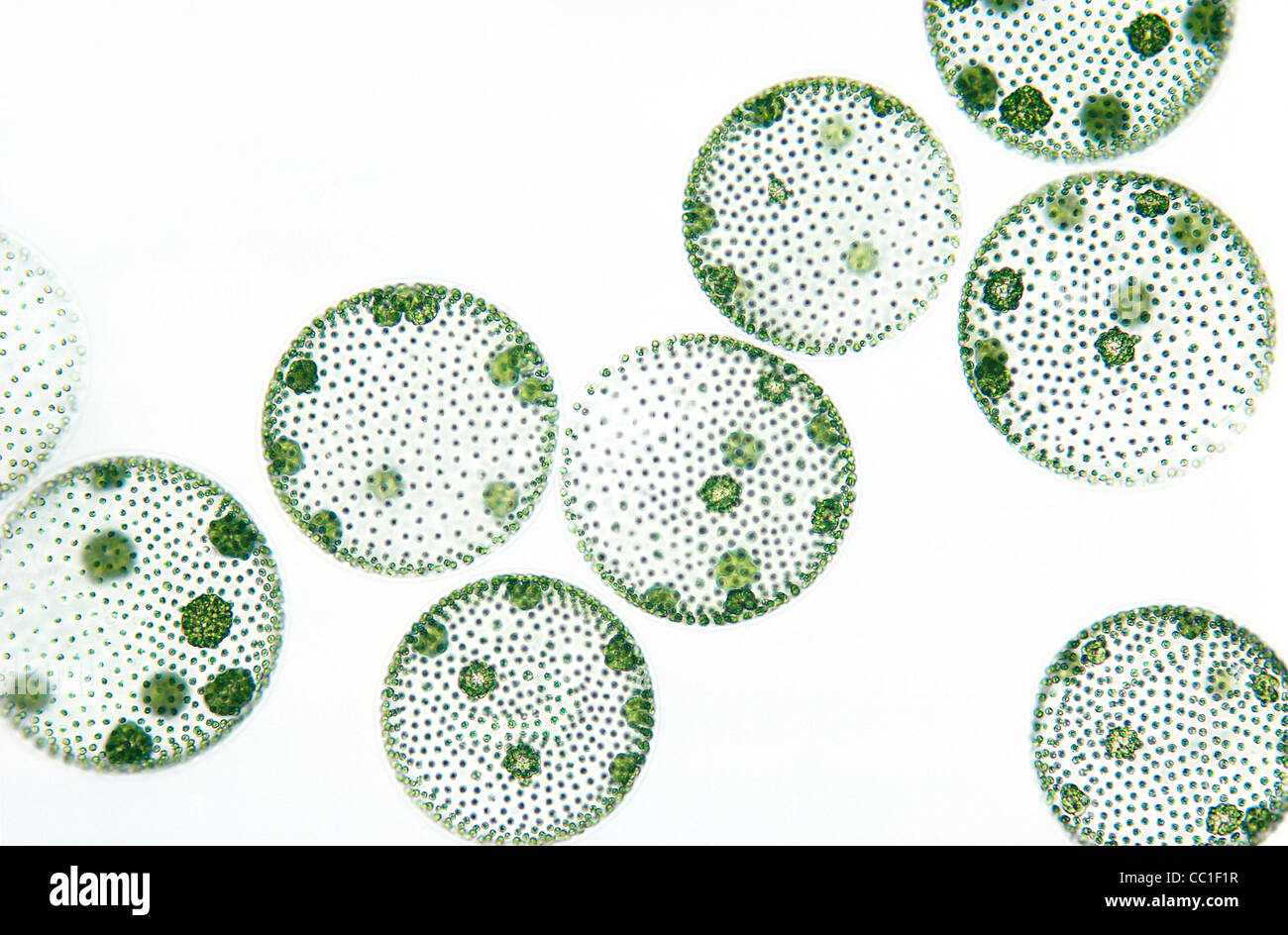 Algues vertes au microscope Banque de photographies et d’images à haute ...