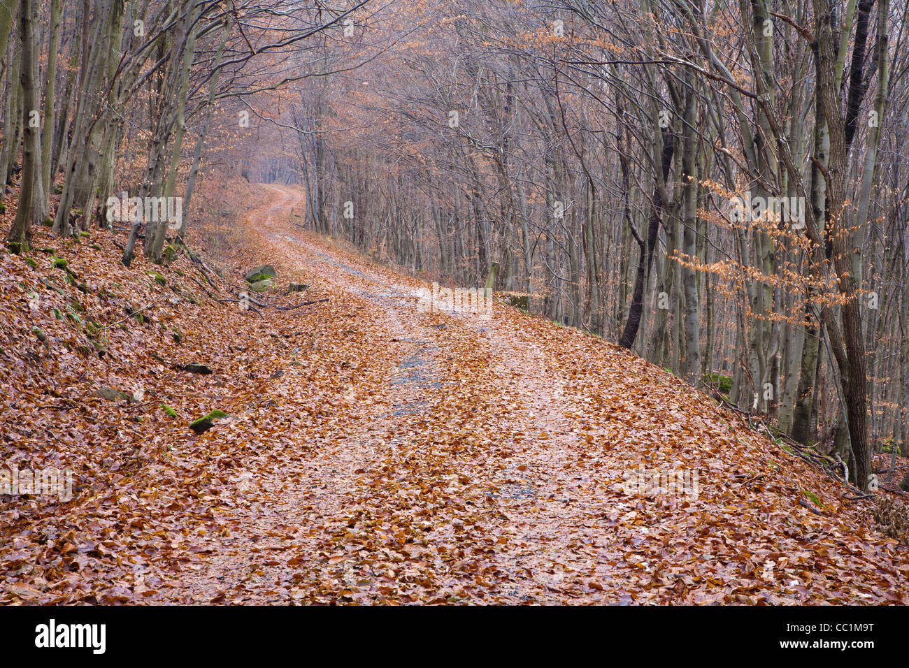 Voie d'automne Banque de photographies et d’images à haute résolution - Alamy
