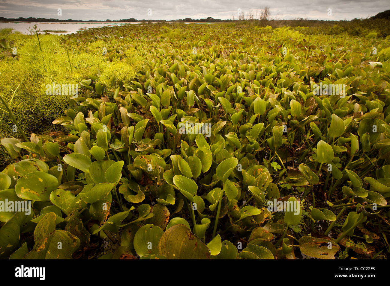 Cienaga Las Macanas Banque d'image et photos - Alamy