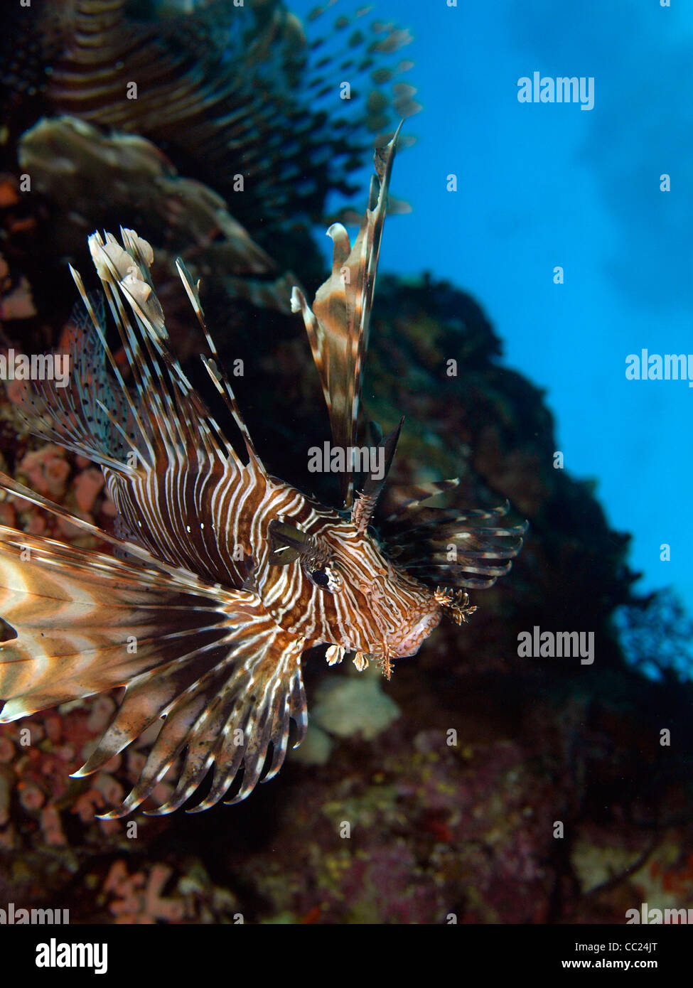 Poisson lion Banque de photographies et d’images à haute résolution ...