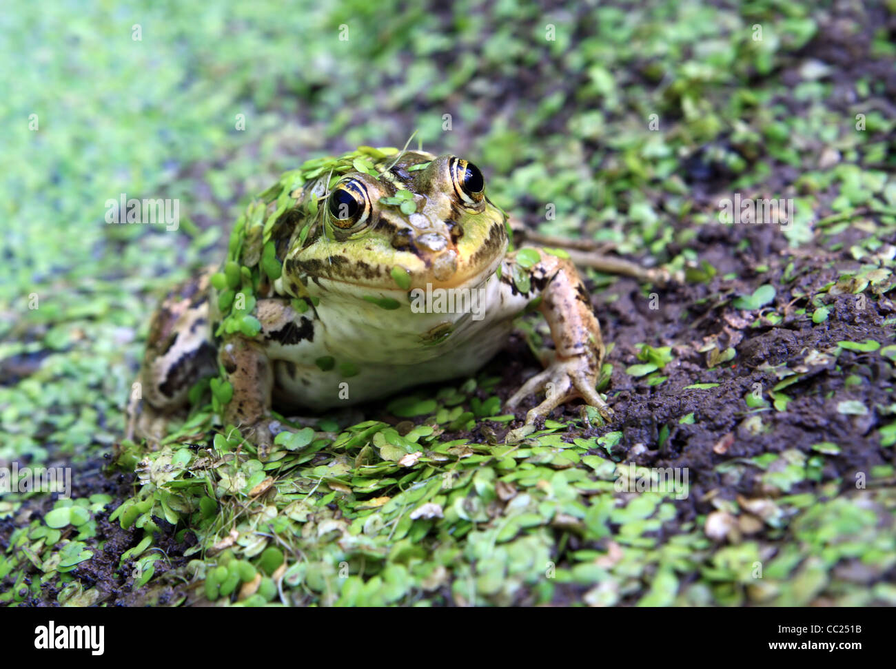 Grenouille sous la pluie Banque de photographies et d’images à haute ...