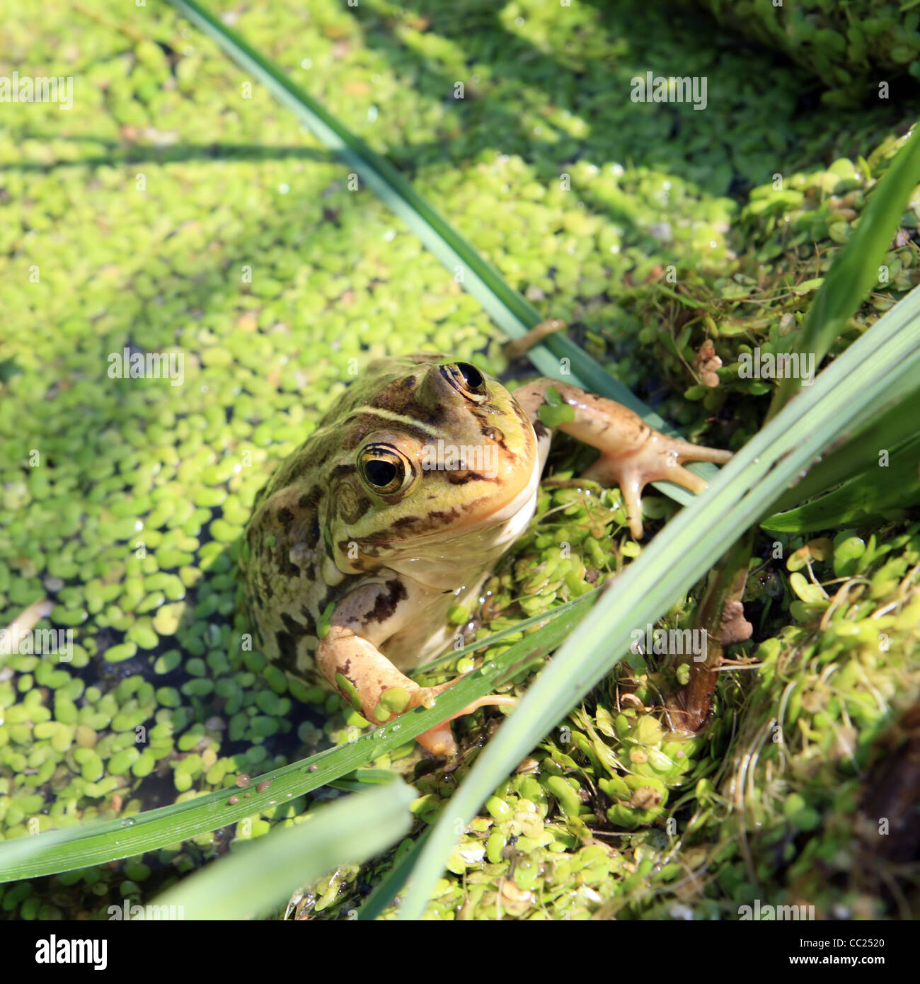 Grenouille sous la pluie Banque de photographies et d’images à haute ...