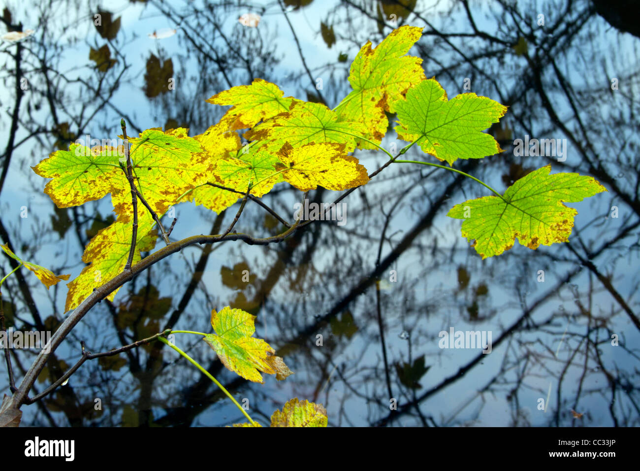 Sycamore branches Banque de photographies et d’images à haute ...