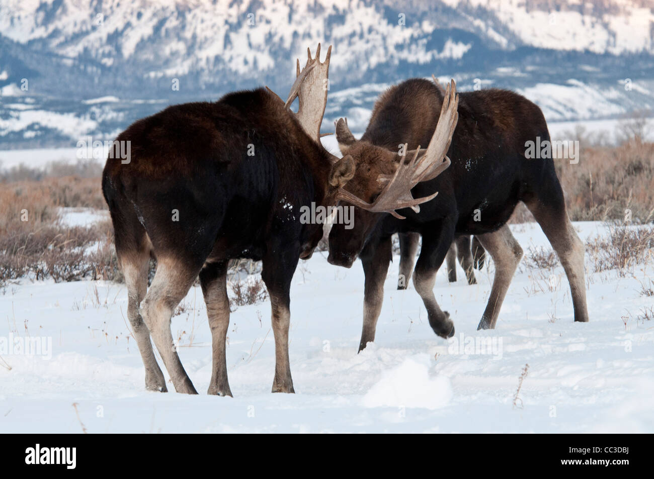 Moose fight Banque de photographies et d’images à haute résolution - Alamy