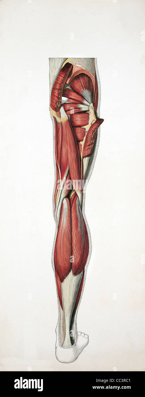 Anatomie Humaine Muscles Des Jambes