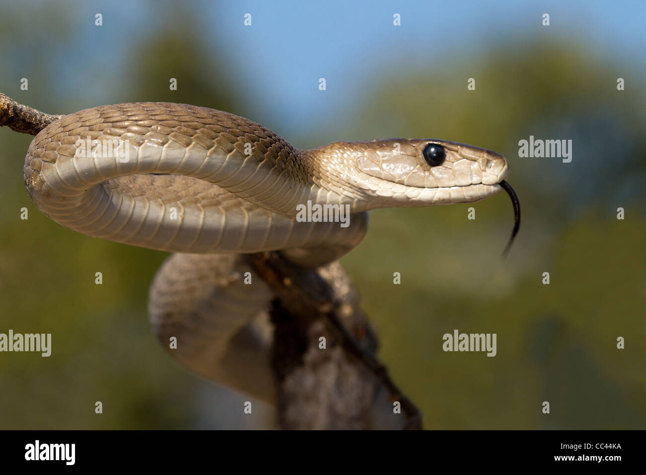 Black Mamba Snake Banque d'image et photos - Alamy