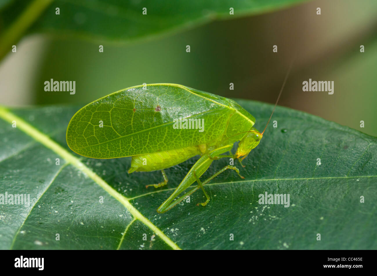 Katydid costa rica Banque de photographies et d’images à haute ...