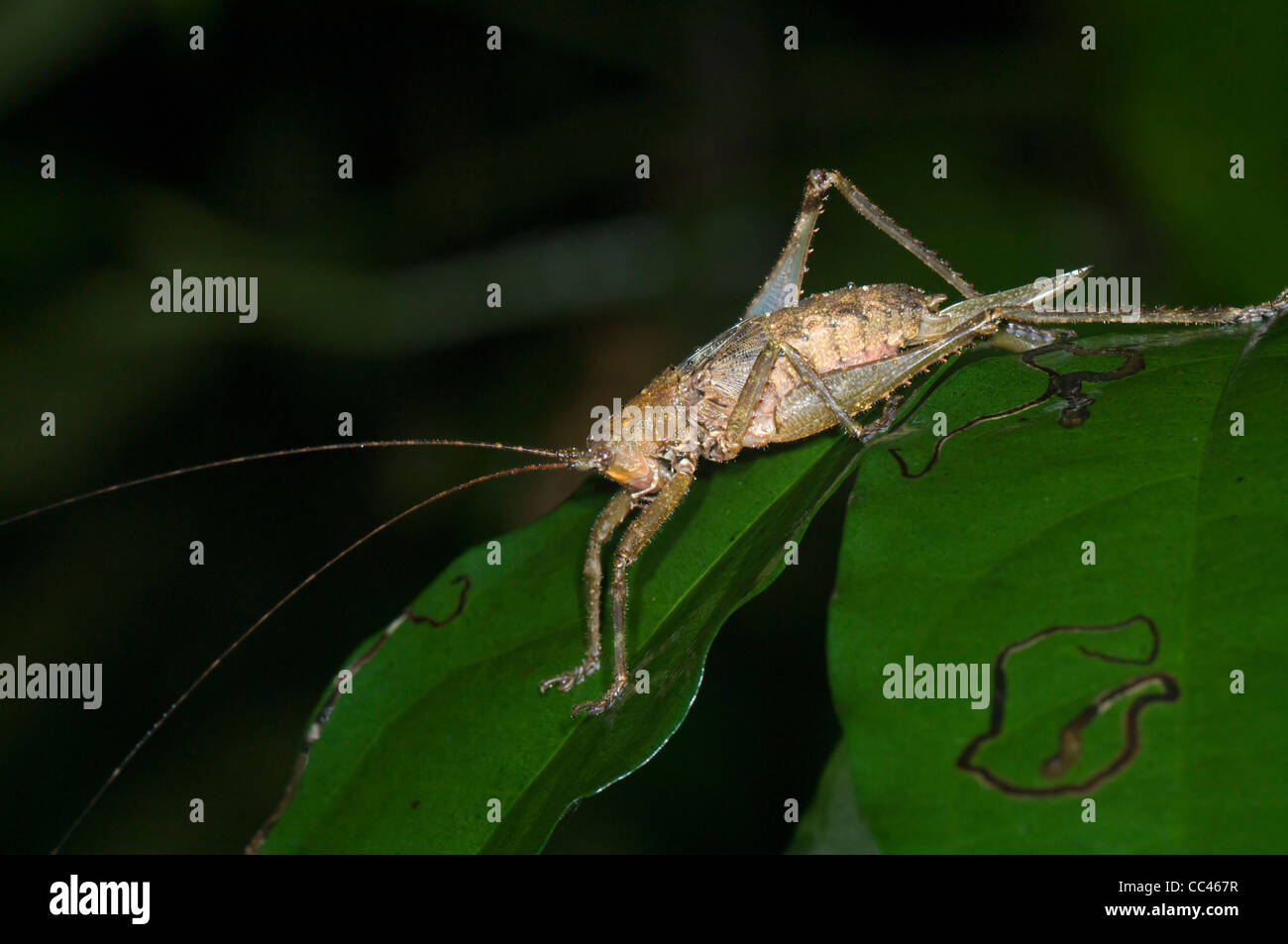 Katydid costa rica Banque de photographies et d’images à haute ...