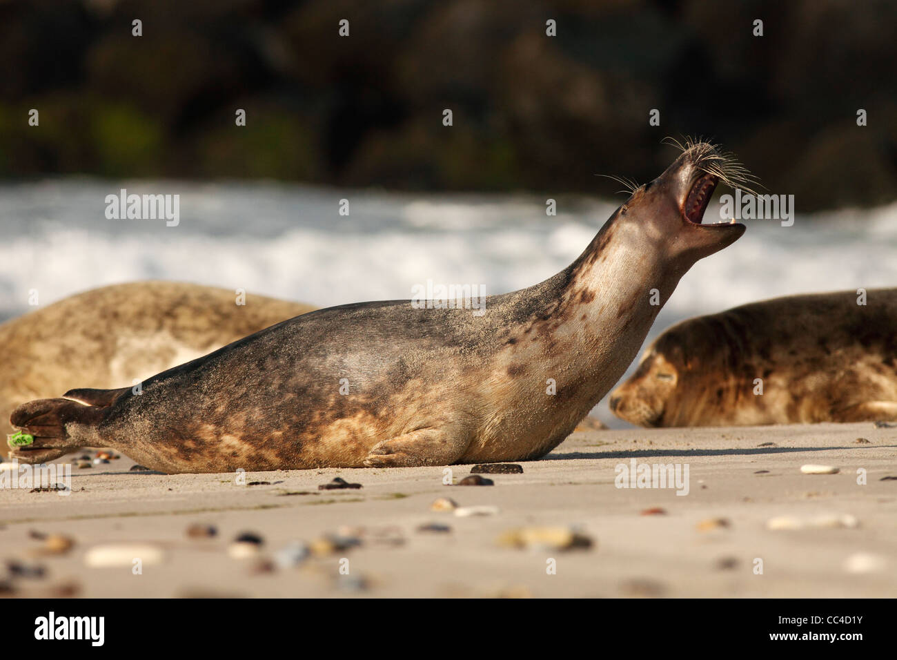 Phoque Gris Phoques Gris Banque d'image et photos - Alamy