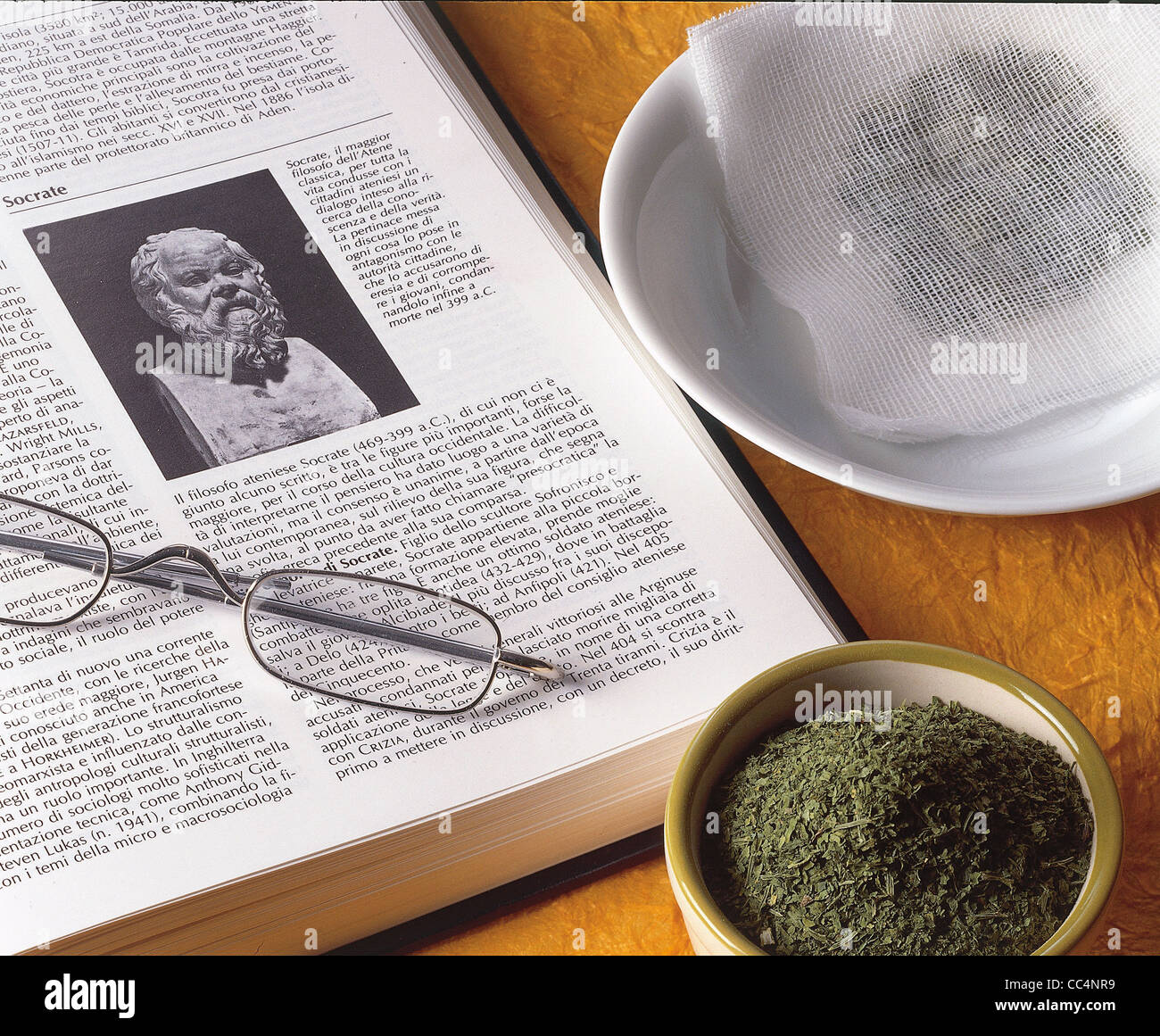 Produits naturels hemlock conium maculatum utilisation Banque de ...