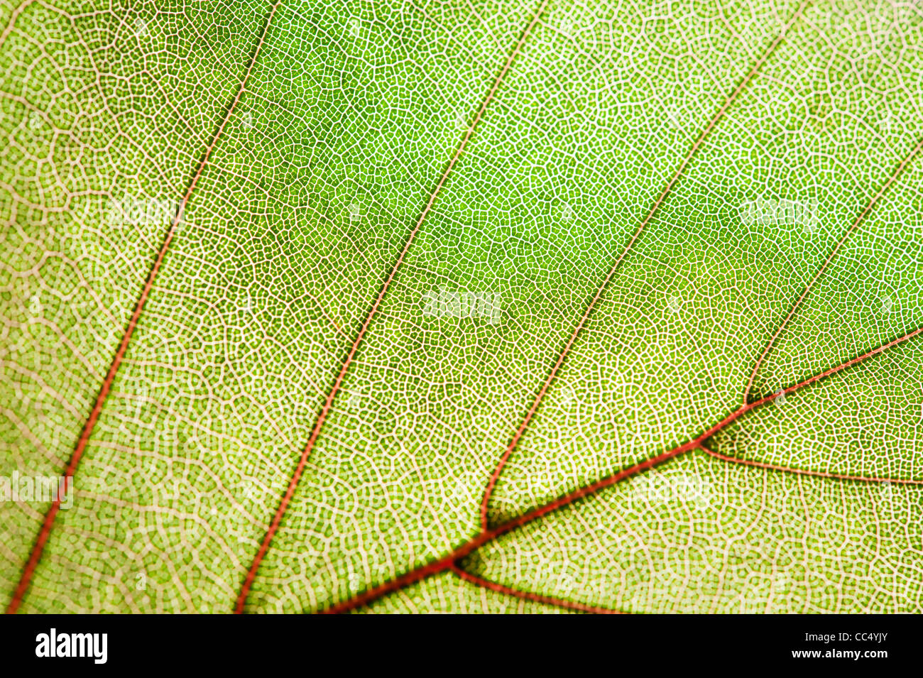 Nature Texture Banque d'image et photos - Alamy
