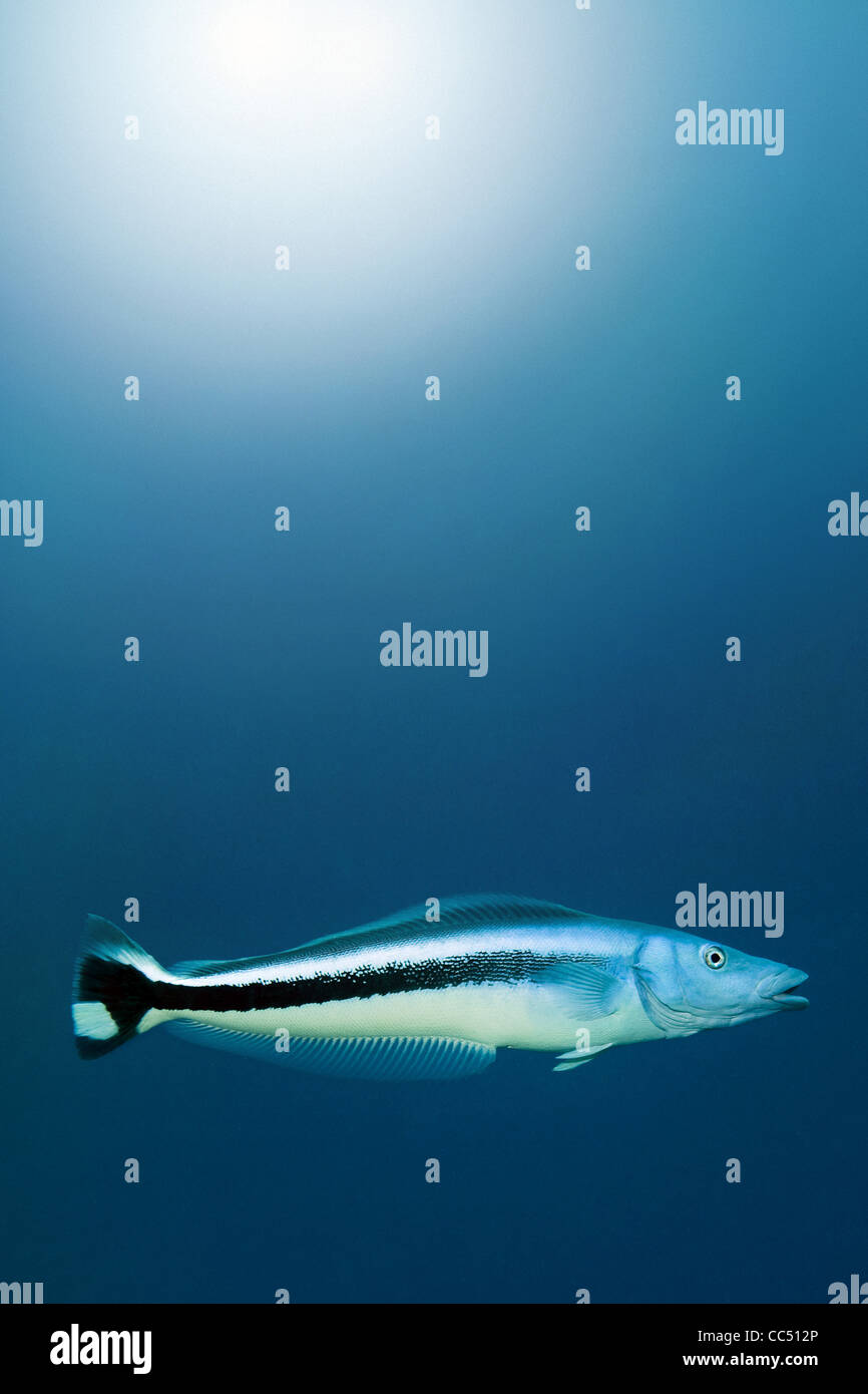 Malacanthus latovittatus Banque de photographies et d’images à haute ...