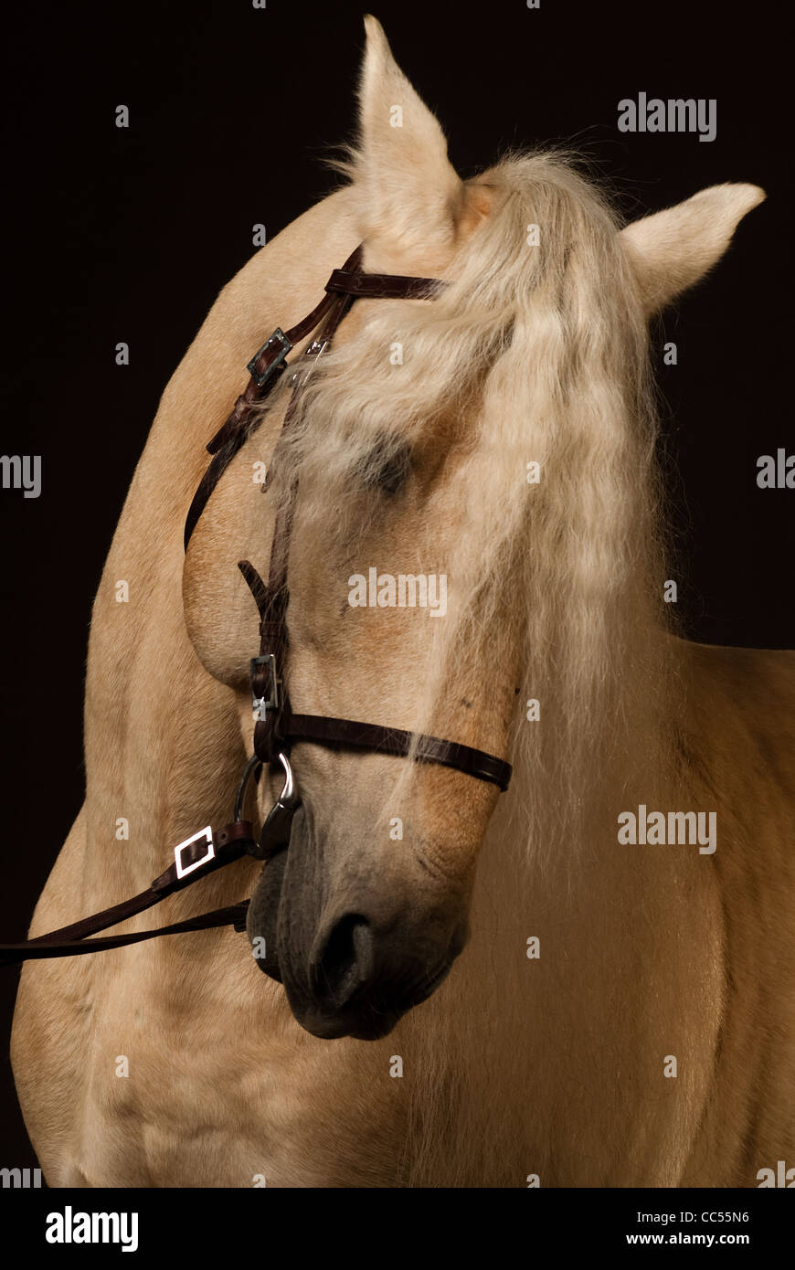 Andalusian horse Banque de photographies et d’images à haute résolution ...