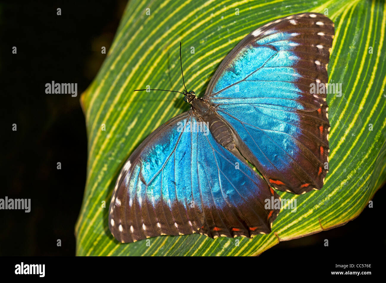 Morpho papillon commun morpho peleides Banque de photographies et d ...