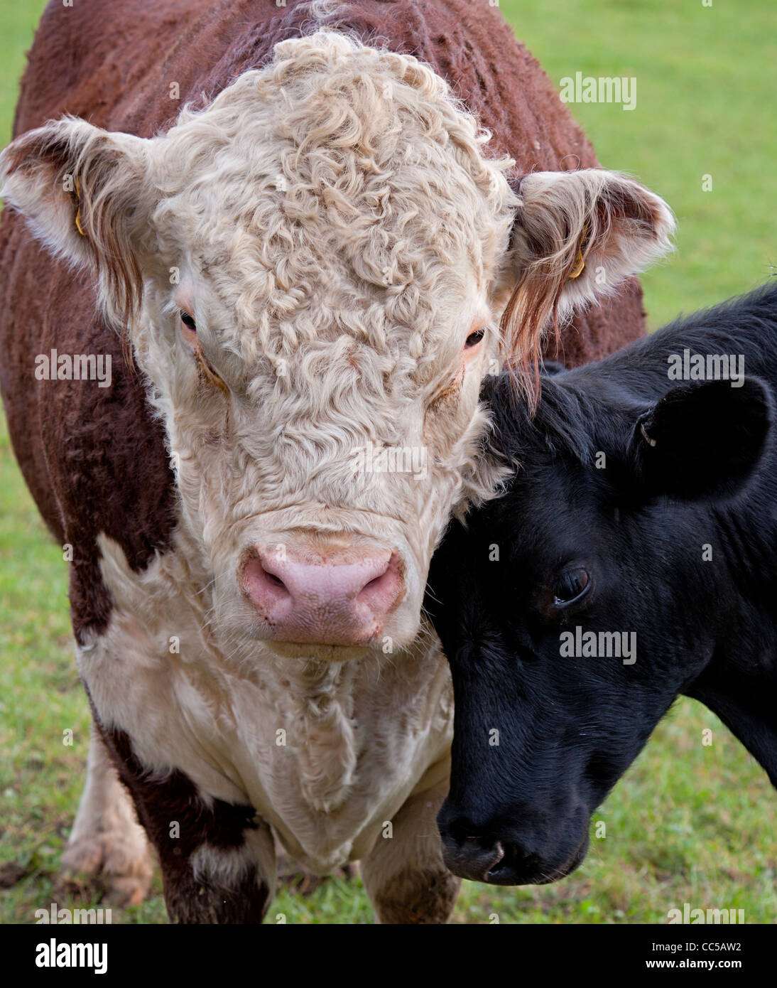 Portrait de vache hereford Banque de photographies et d’images à haute ...