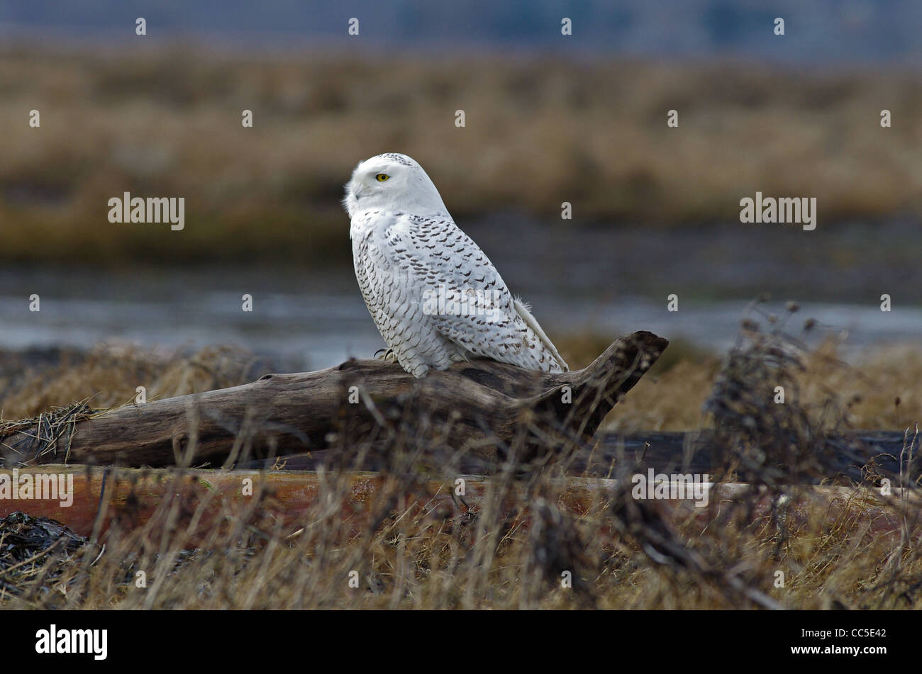 Chouette des neiges Banque de photographies et d’images à haute ...
