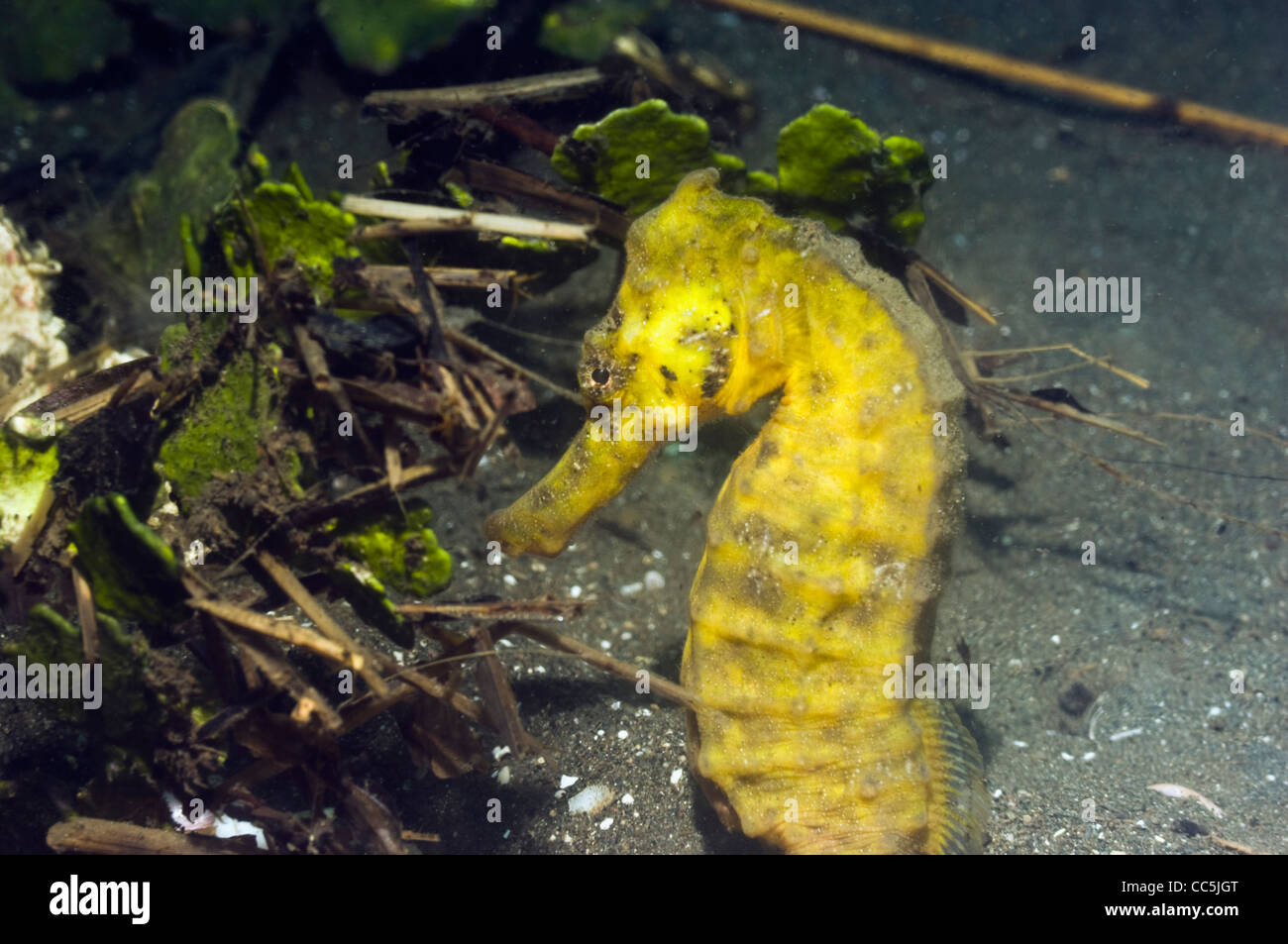 Hippocampe taeniopterus Banque de photographies et d’images à haute ...