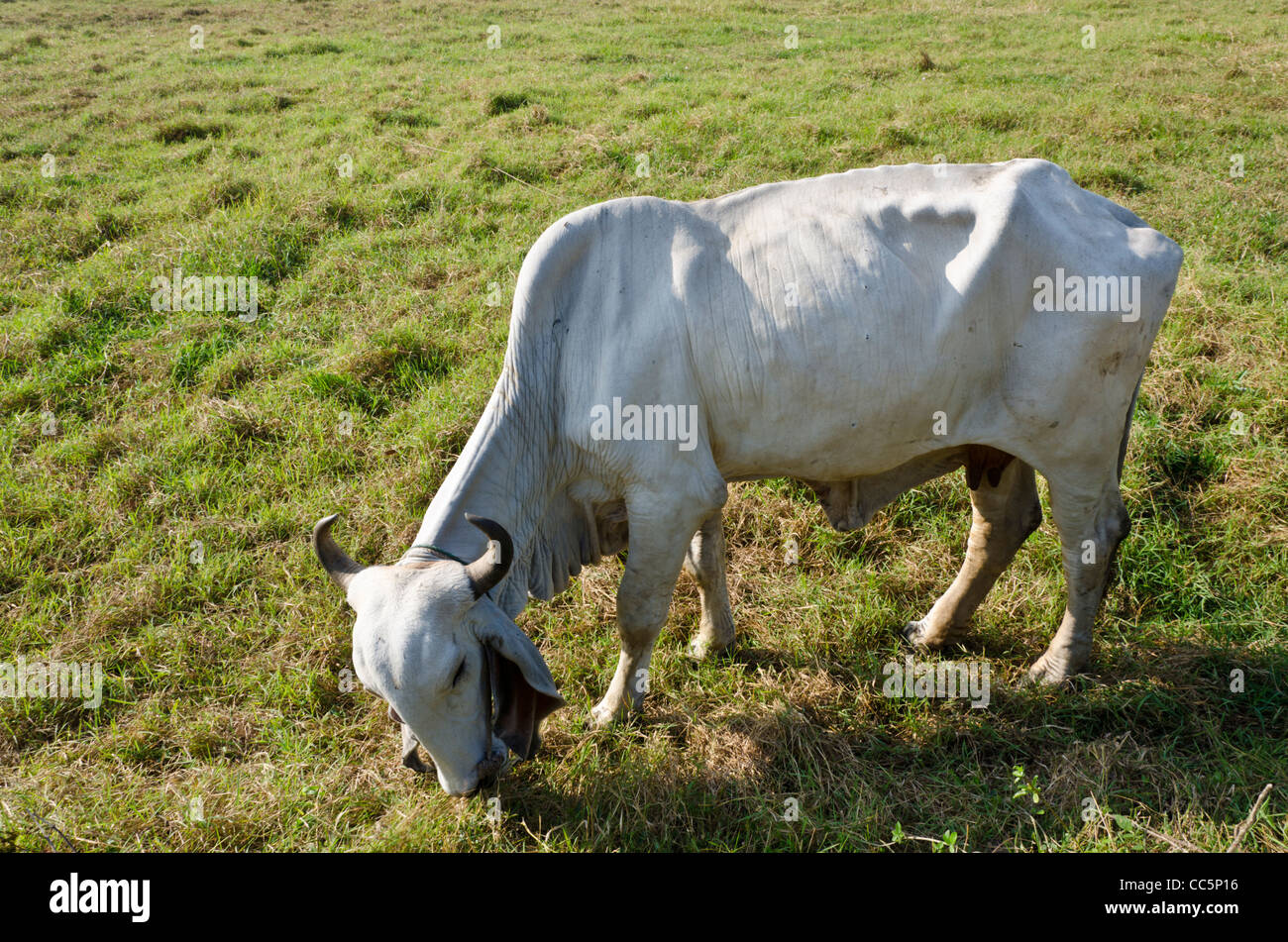 Vache brahman Banque de photographies et d’images à haute résolution ...