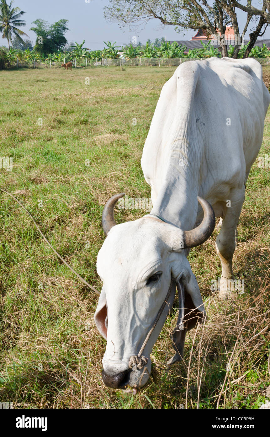 Un grand Brahman blanc vache avec cornes courbes et de grandes oreilles ...