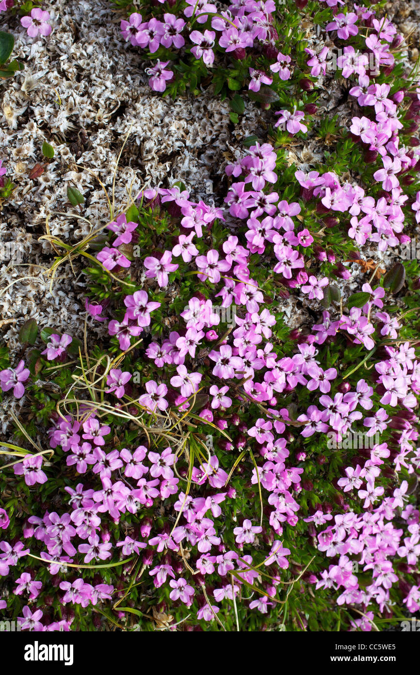 Silene acaulis arctic Banque de photographies et d’images à haute ...