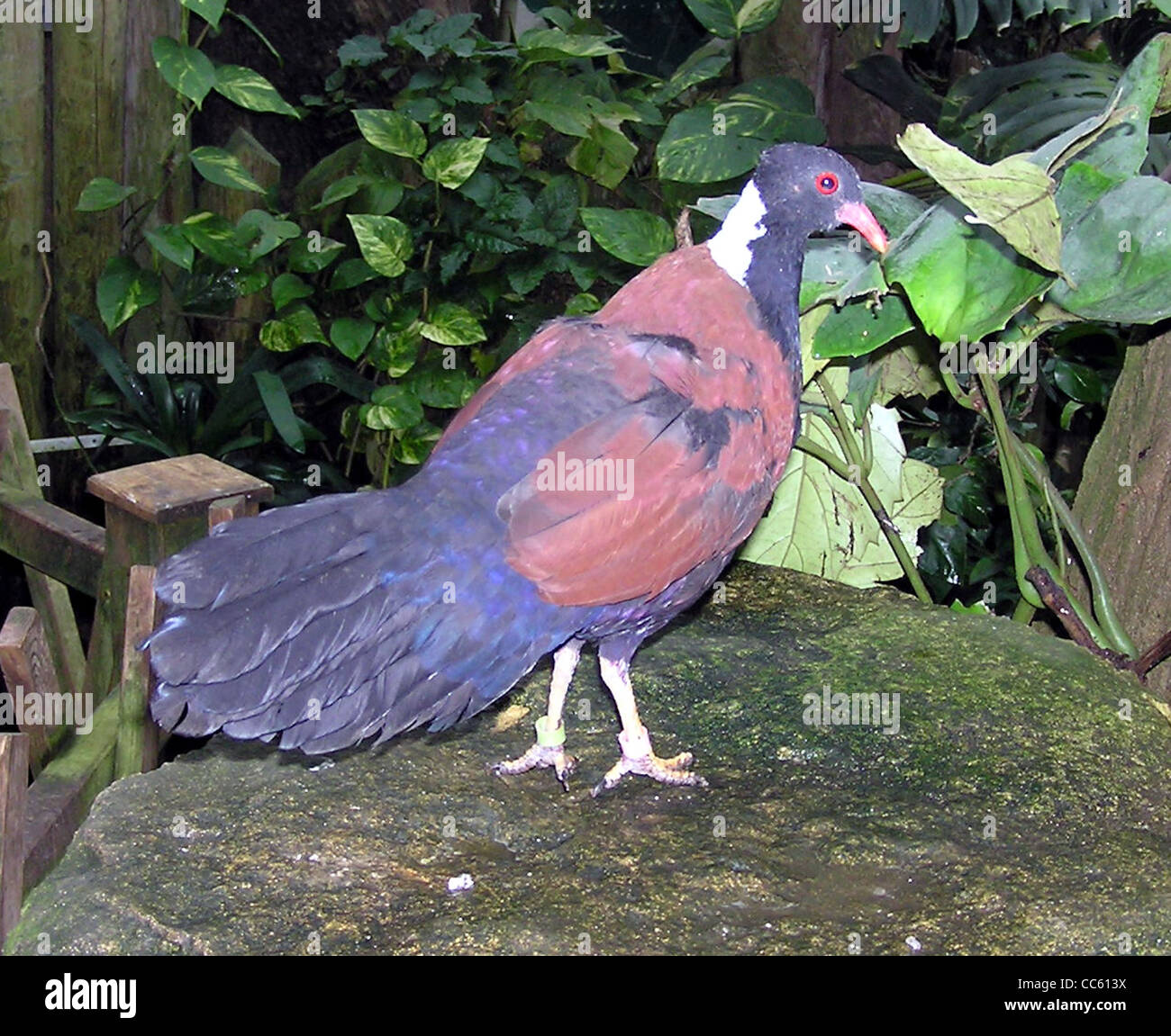 Faisan blanc Banque de photographies et d’images à haute résolution - Alamy