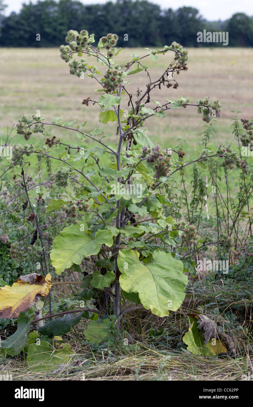 Une plus grande bardane, Arctium lappa, plante qui pousse à un bord du ...