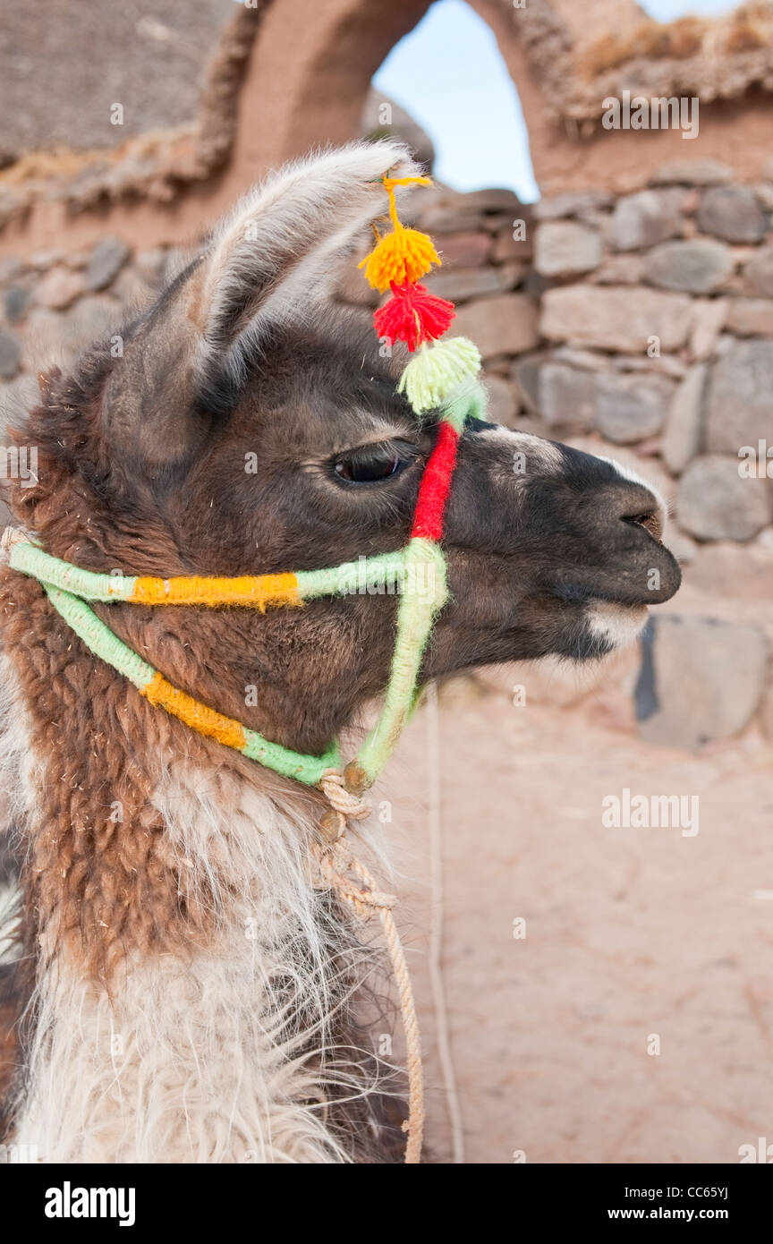 Pérou, Atuncolla.Baby lama avec décorations traditionnelles de la tête ...