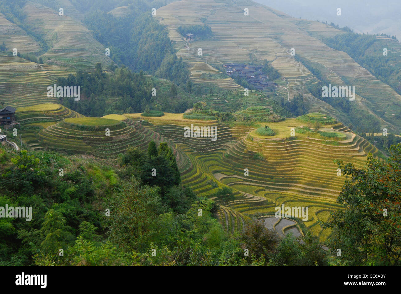 Rizières en terrasse de jinkeng chine Banque de photographies et d ...
