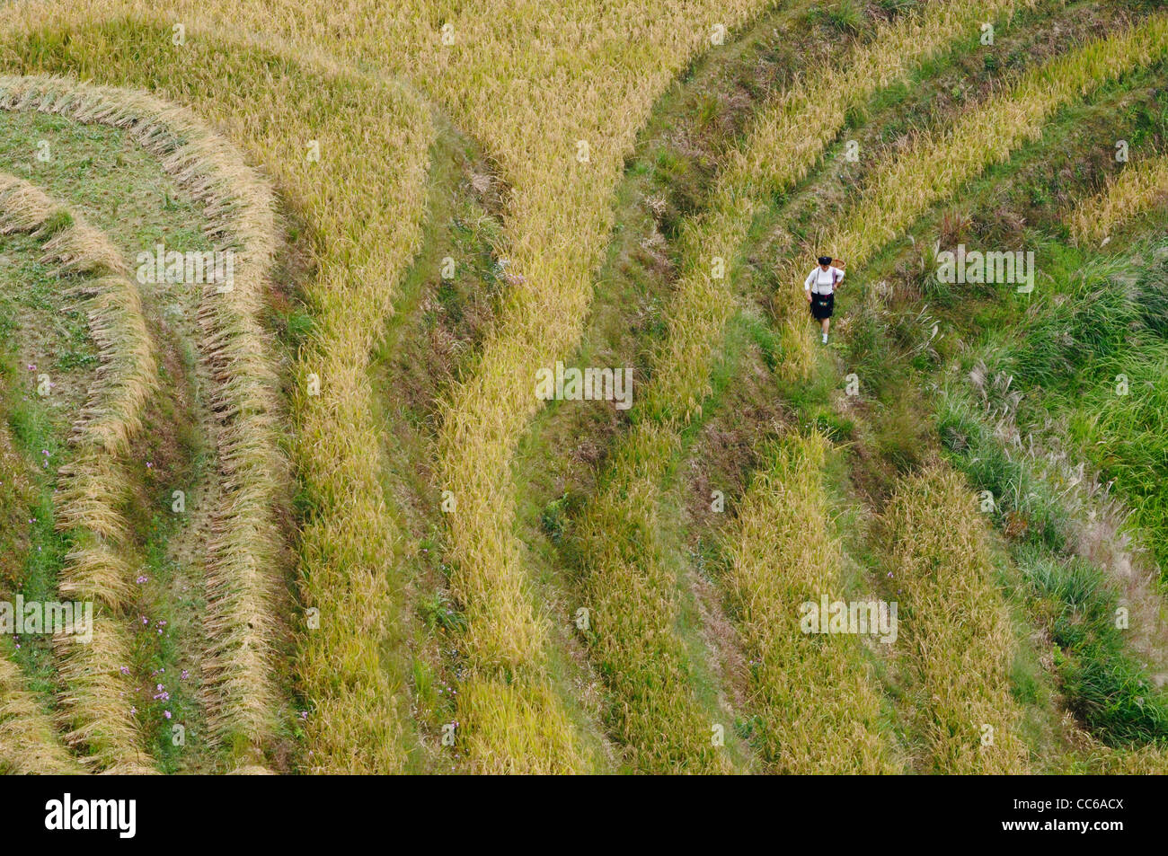 Rizières en terrasse de jinkeng chine Banque de photographies et d ...