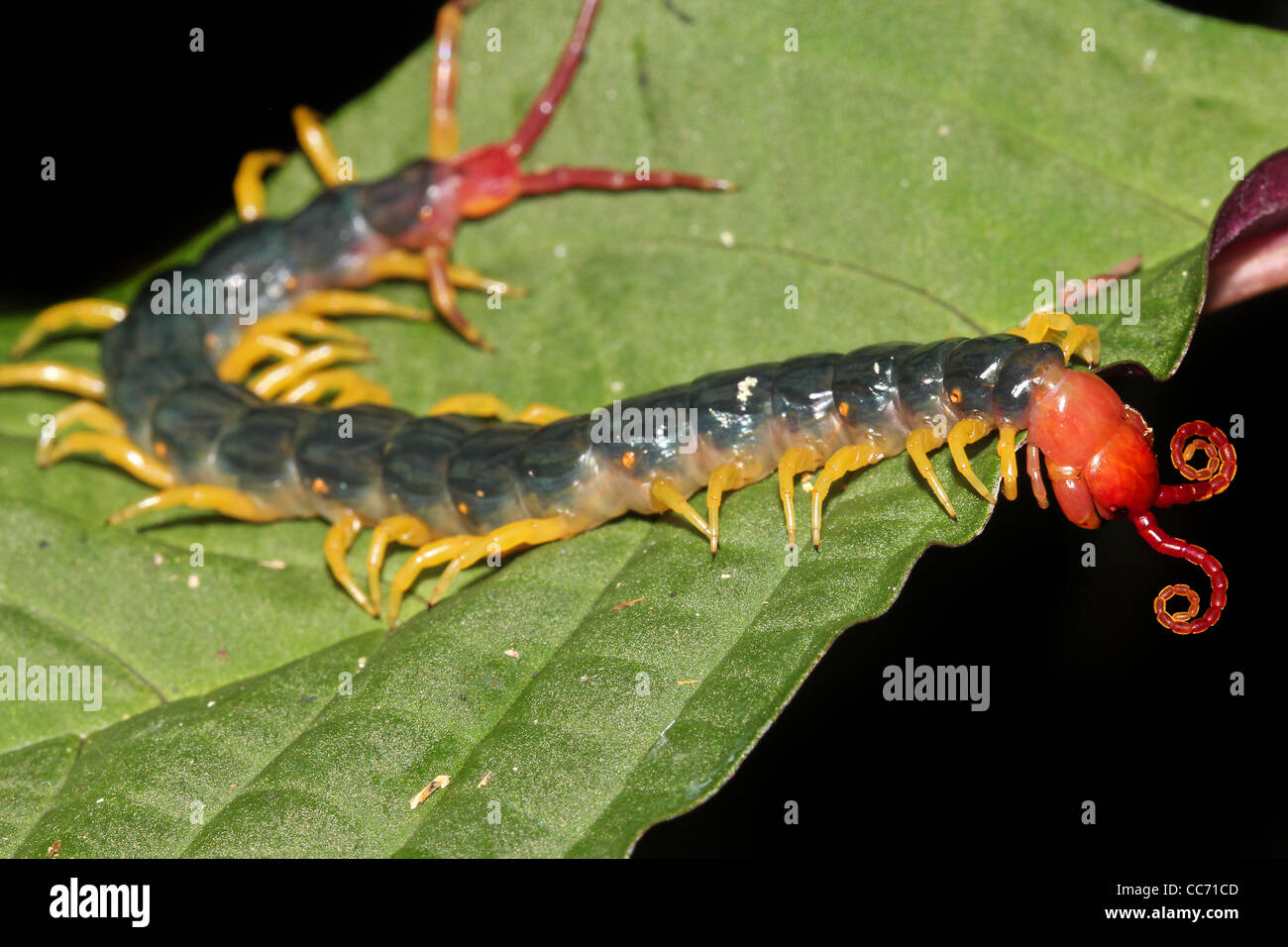 Insecte de la forêt amazonienne Banque de photographies et d’images à ...