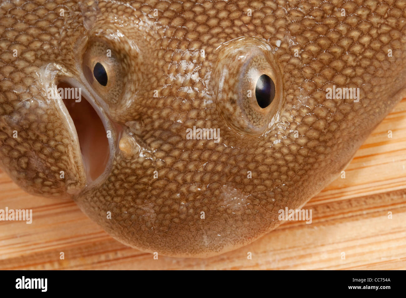 Sole fish Banque de photographies et d’images à haute résolution - Alamy