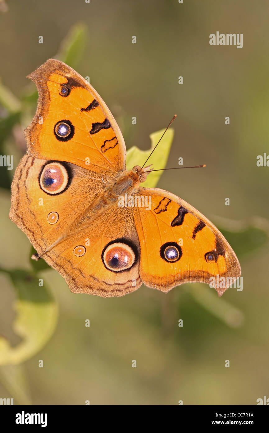 Almana Banque de photographies et d’images à haute résolution - Alamy