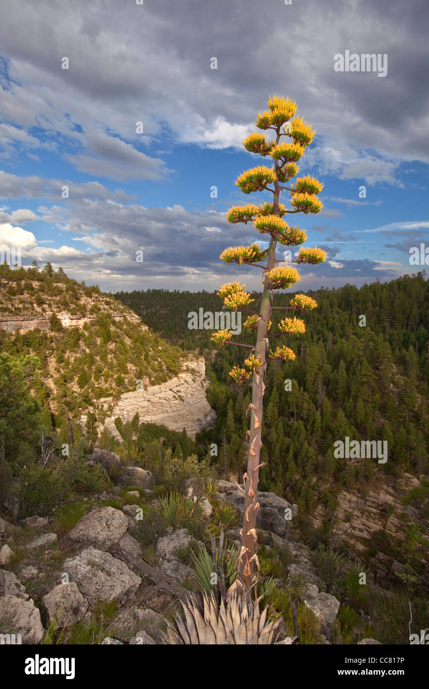 Agave sauvage Banque de photographies et d’images à haute résolution ...