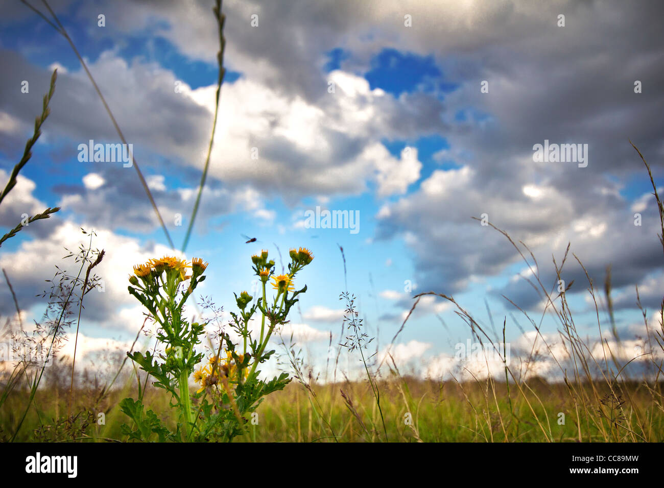 Earl of richmond Banque de photographies et d’images à haute résolution ...