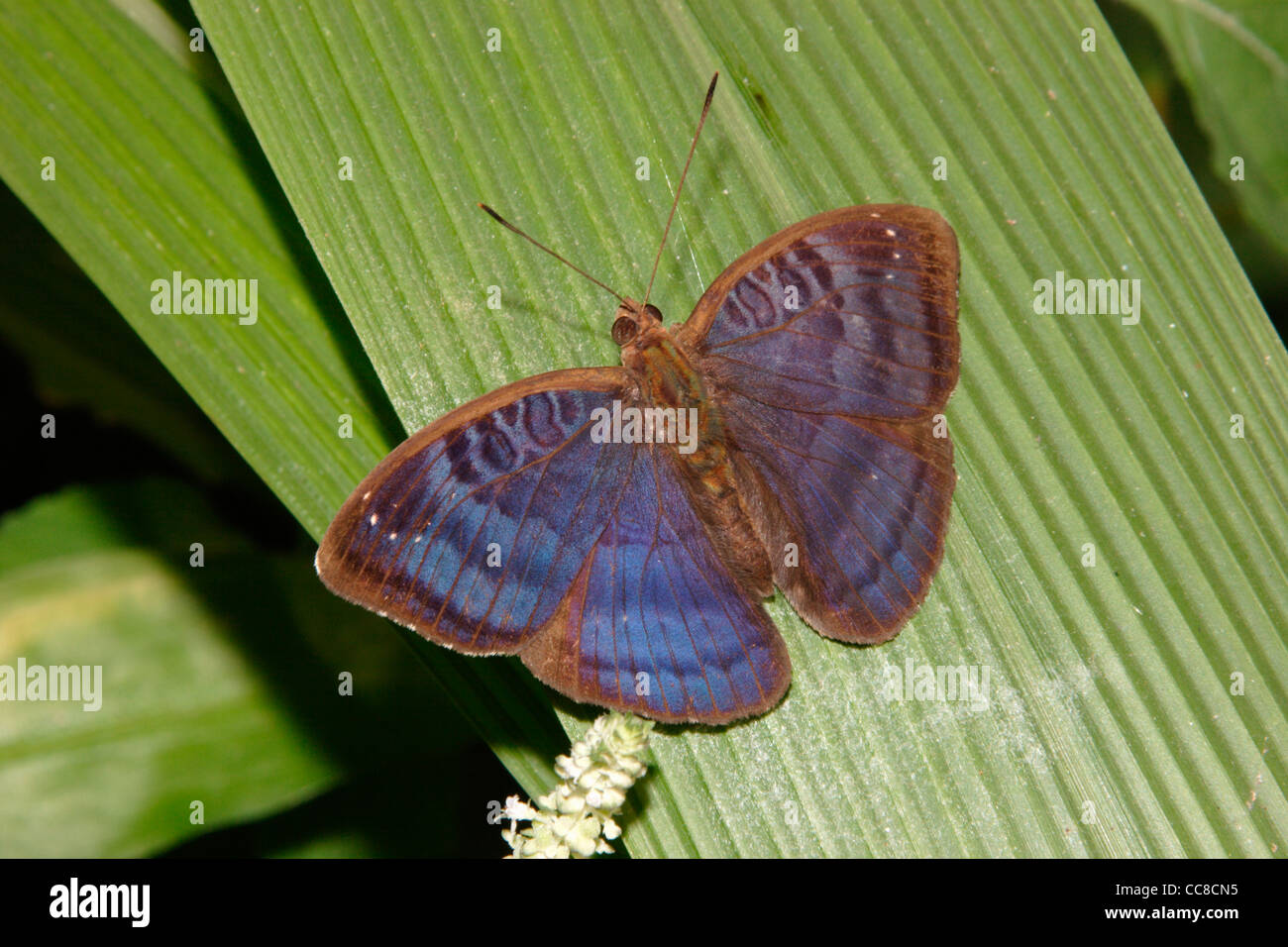 Butterfly (Euriphene barombina : Nymphalidae) mâle basking dans ...