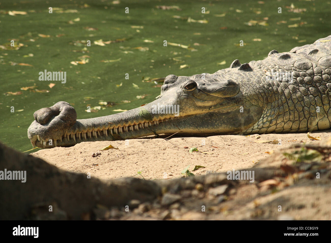 Indian gavial Banque de photographies et d’images à haute résolution ...