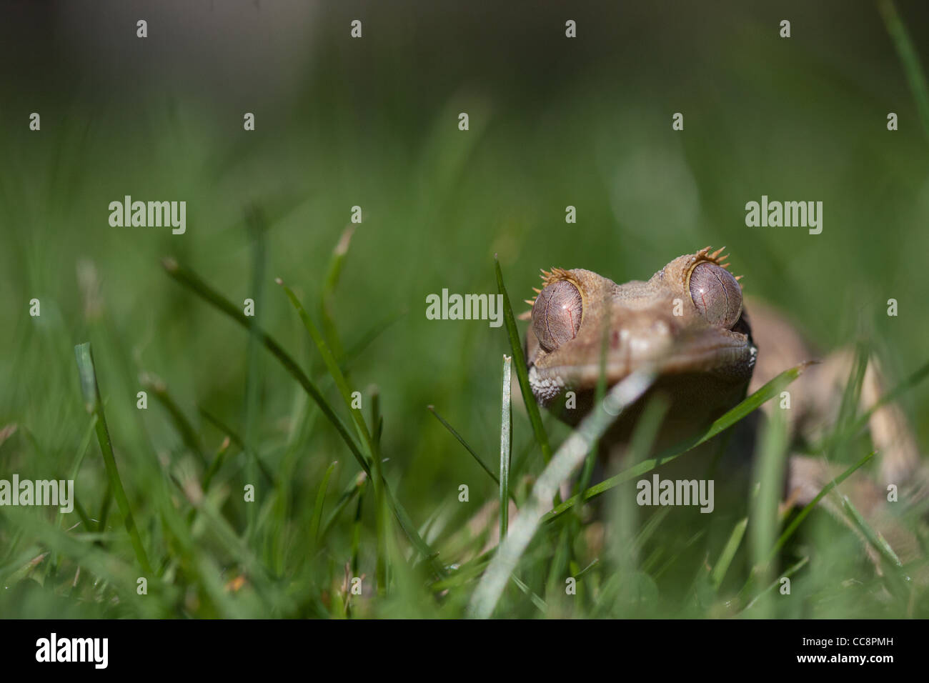 Fat tail Banque de photographies et d’images à haute résolution - Alamy