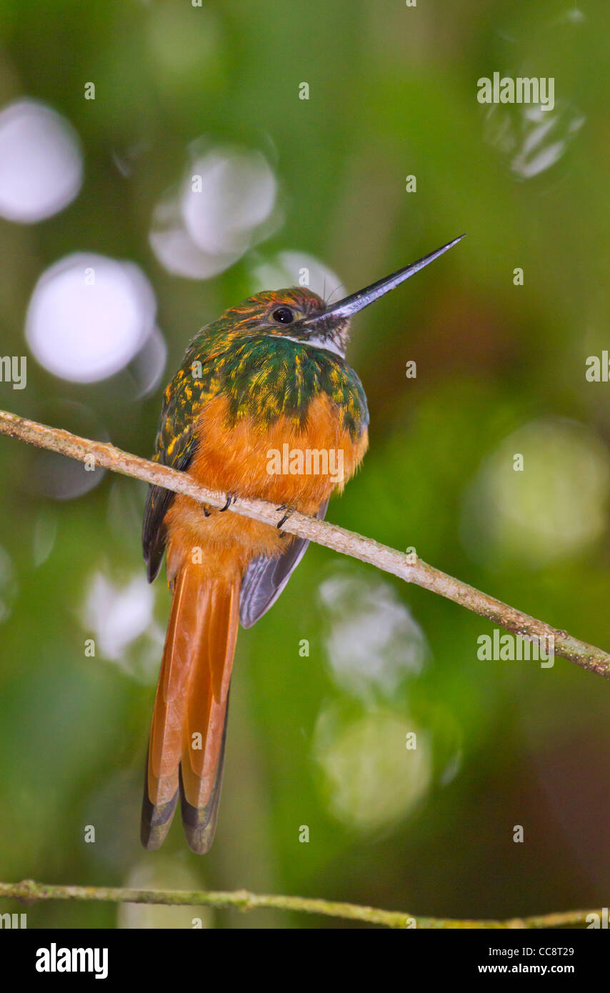 Jacamar à queue roux (Galbula ruficauda) dans la région de rain forest Arenal, Alajuela, Costa ...