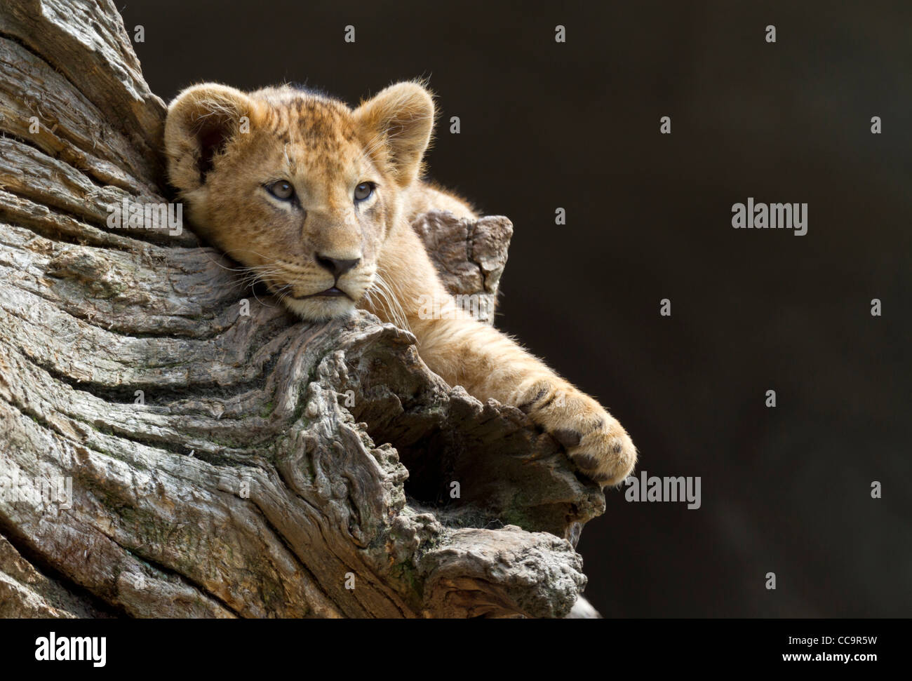 Enfant avec lion Banque de photographies et d’images à haute résolution ...