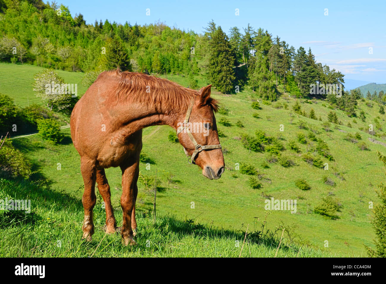 Cheval dans la nature Banque de photographies et d’images à haute ...