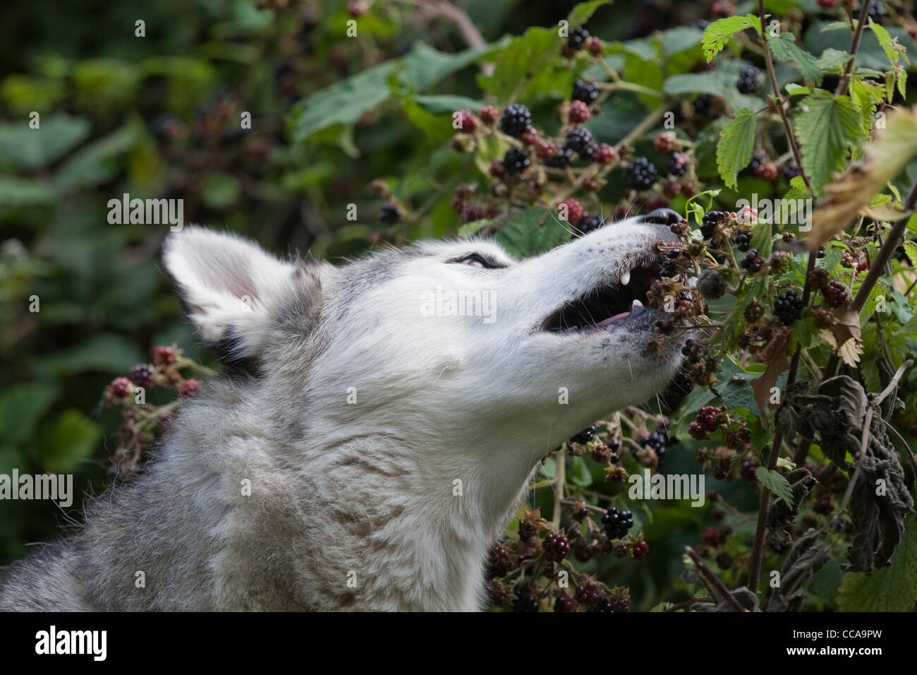Husky de Sibérie, domestc race de chien (Canis lupus familiaris). La ...