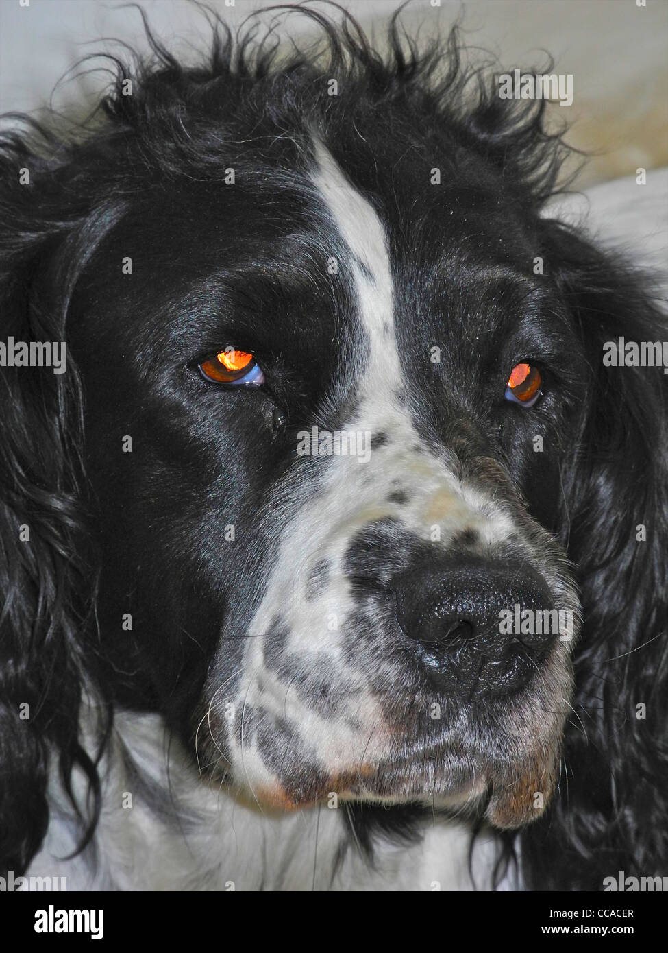 Chien diable Banque de photographies et d’images à haute résolution - Alamy