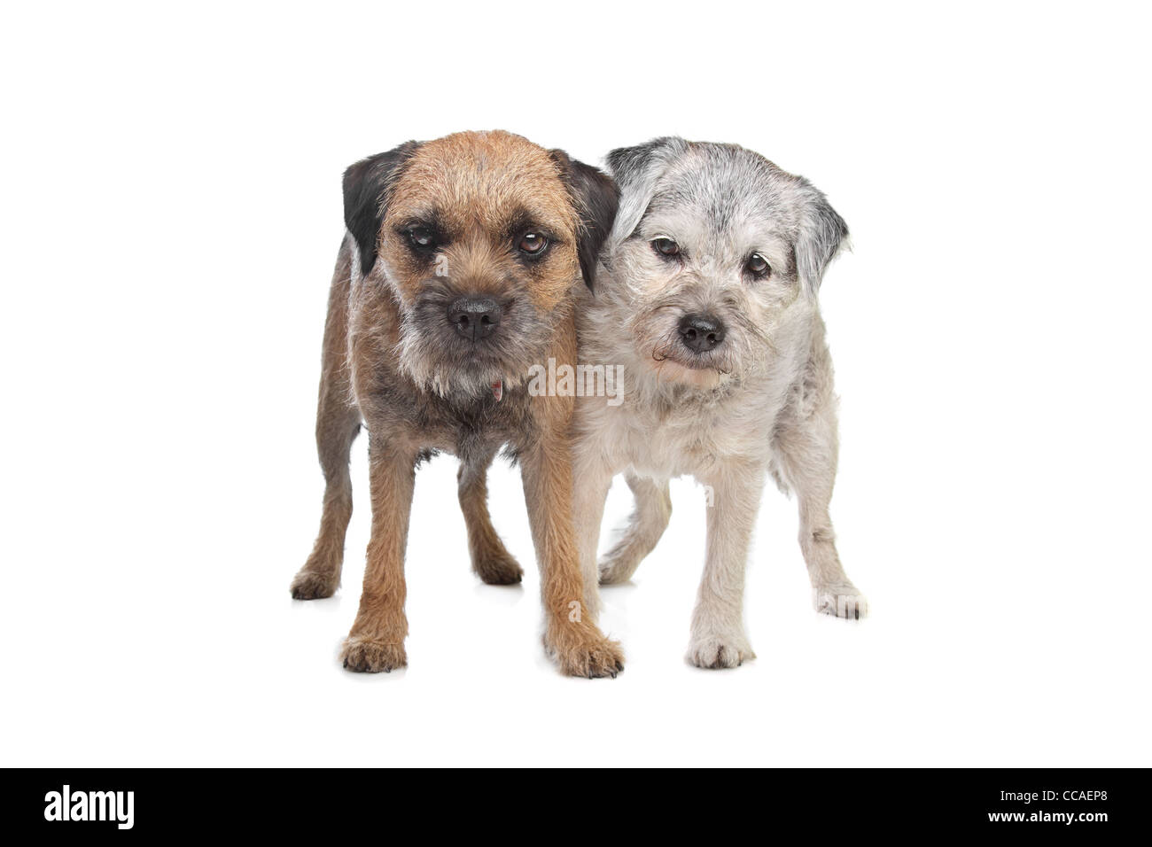 Vieux chien Banque de photographies et d’images à haute résolution - Alamy