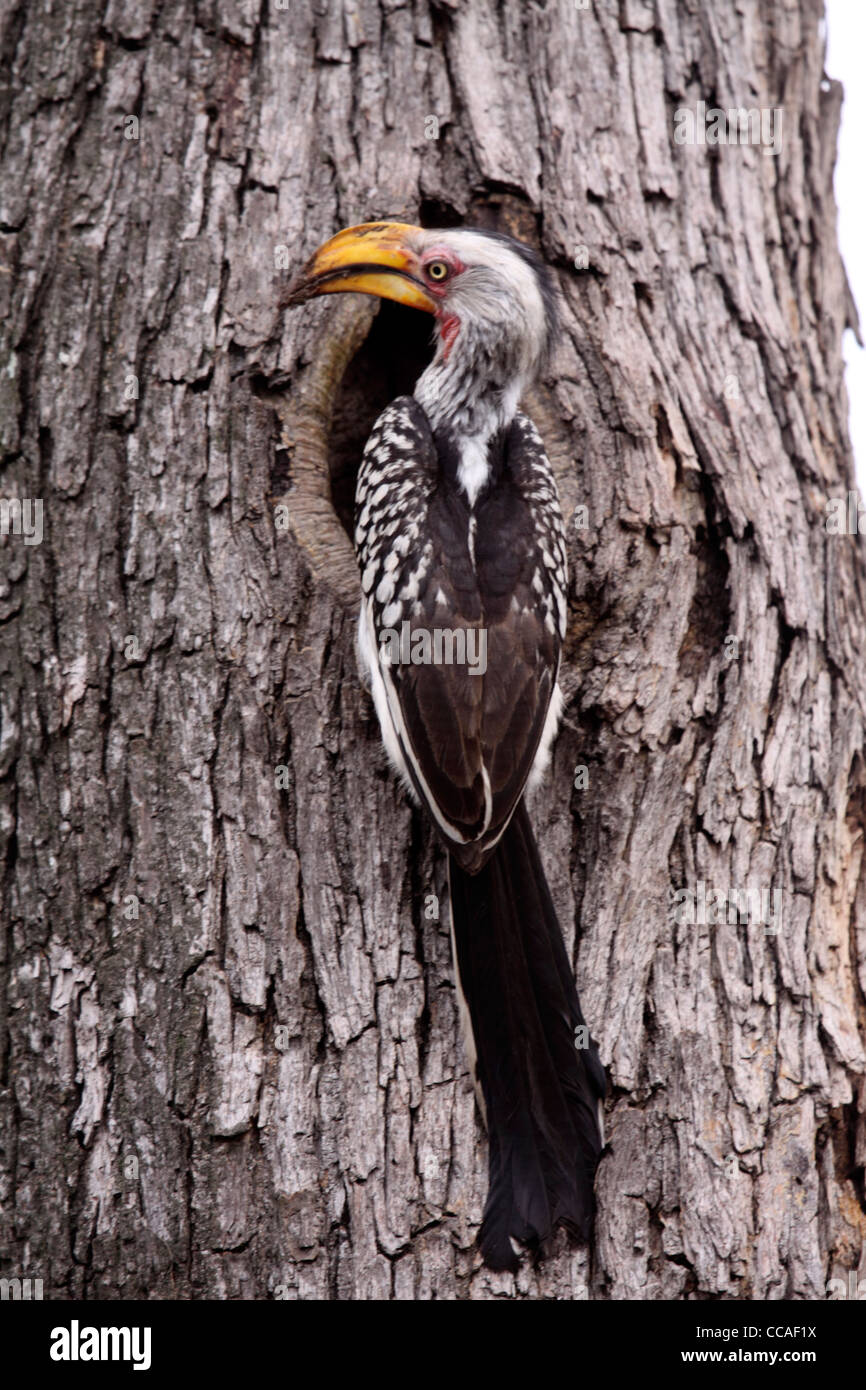 Arbre nicheur de calao Banque de photographies et d’images à haute ...