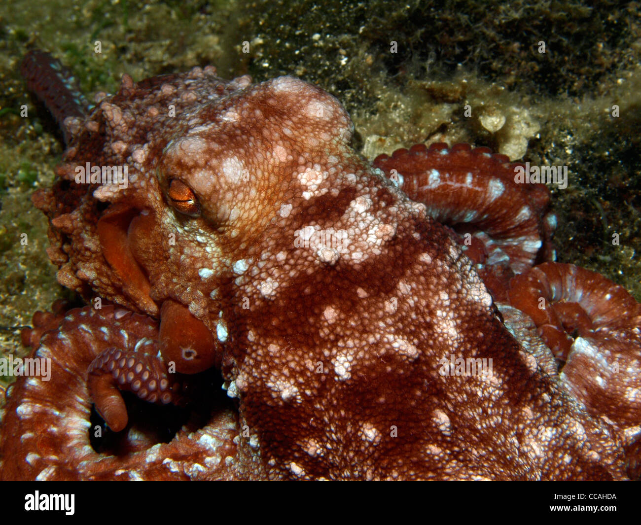 Octopus vulgaris in mediterranean sea Banque de photographies et d ...