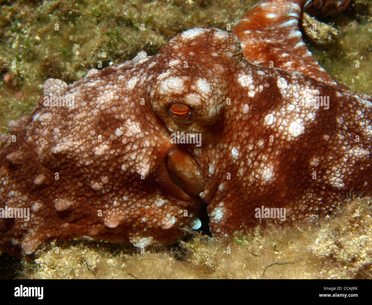 Octopus vulgaris in mediterranean sea Banque de photographies et d ...