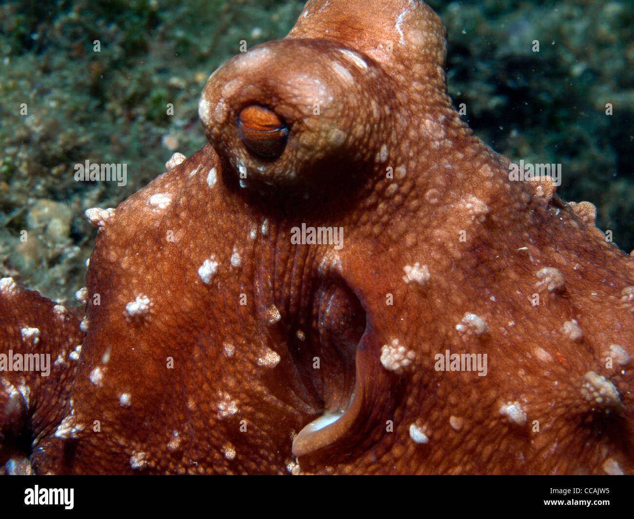 Octopus vulgaris in mediterranean sea Banque de photographies et d ...